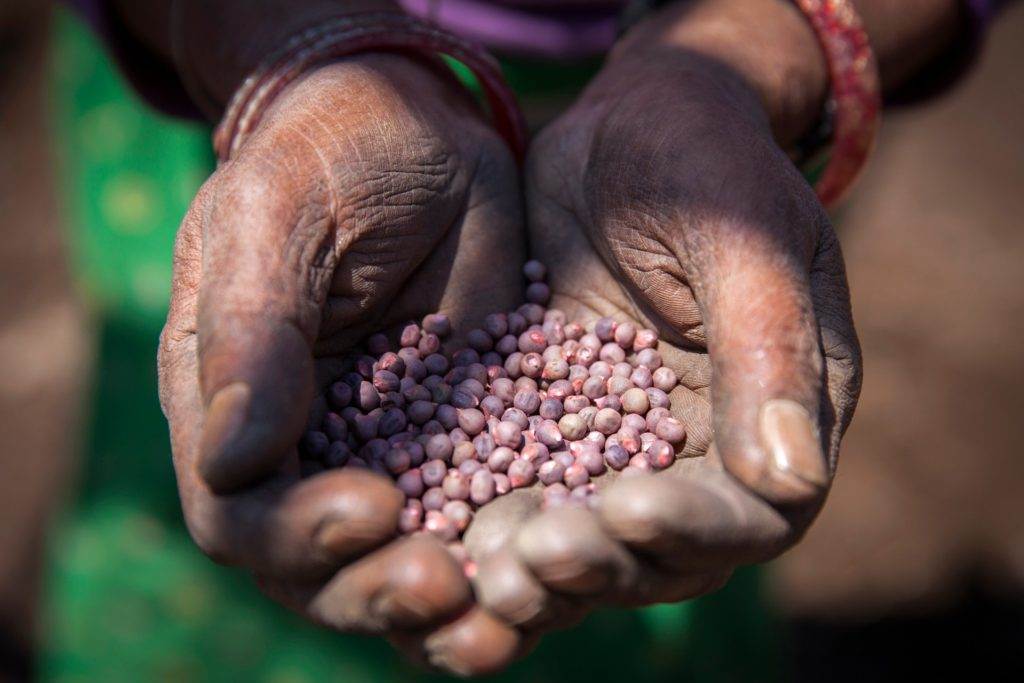 How resilient seeds help communities to keep growing - Practical Action