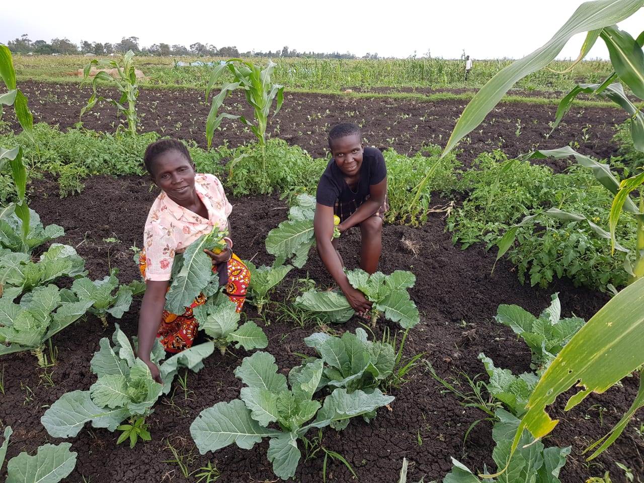 Five strategies that can make agriculture appealing to young people ...
