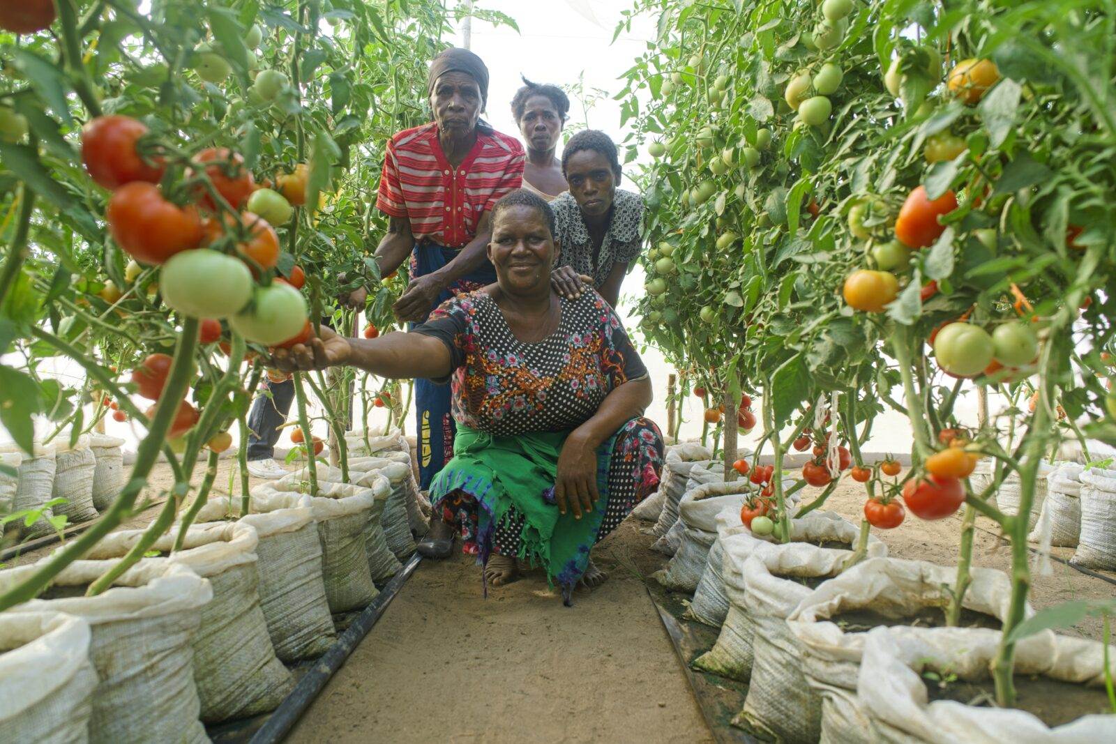 Changing Chintheche: Energy access for Malawian farmers - Practical Action