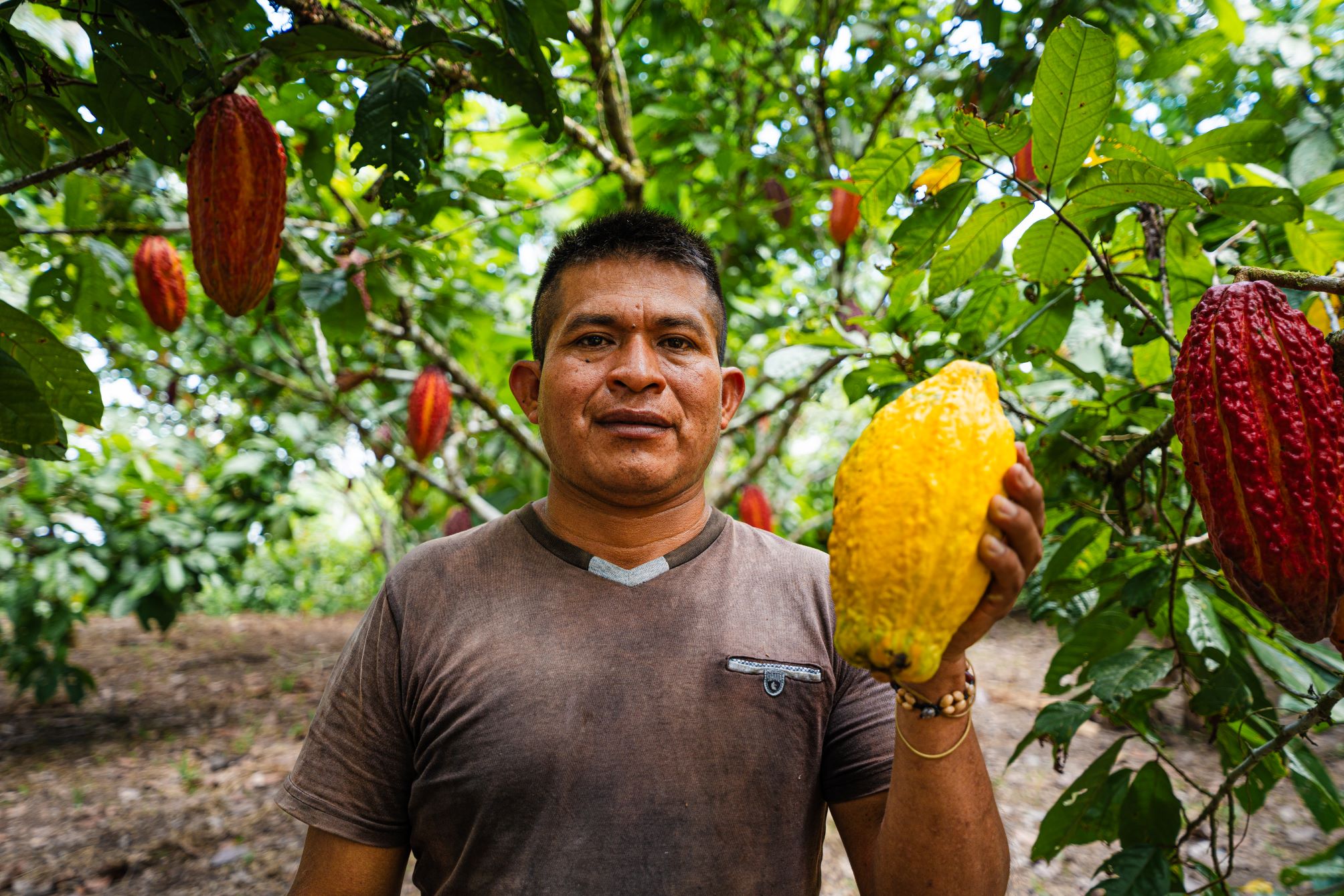 The richest cacao grows in harmony with nature - Practical Action